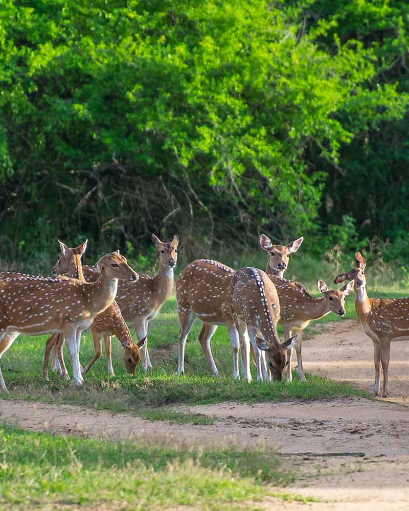 Tourist Attractions, Events, Things to do in Yala, Sri Lanka | Love Sri ...