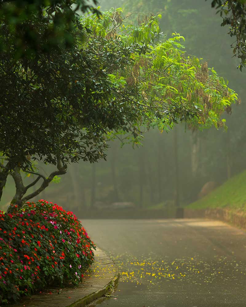 Hakgala Botanical Garden | Attractions in Nuwara Eliya | Love Sri Lanka