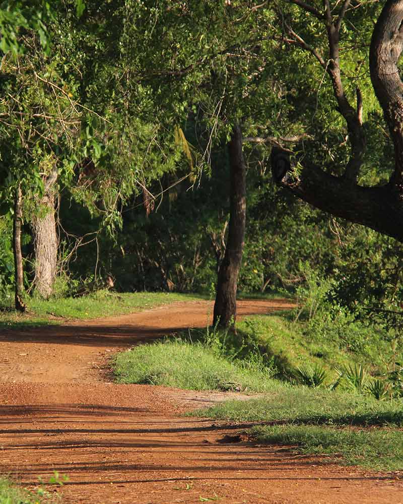 Best Things to do & Places to visit in Chilaw, Sri Lanka | Love Sri Lanka