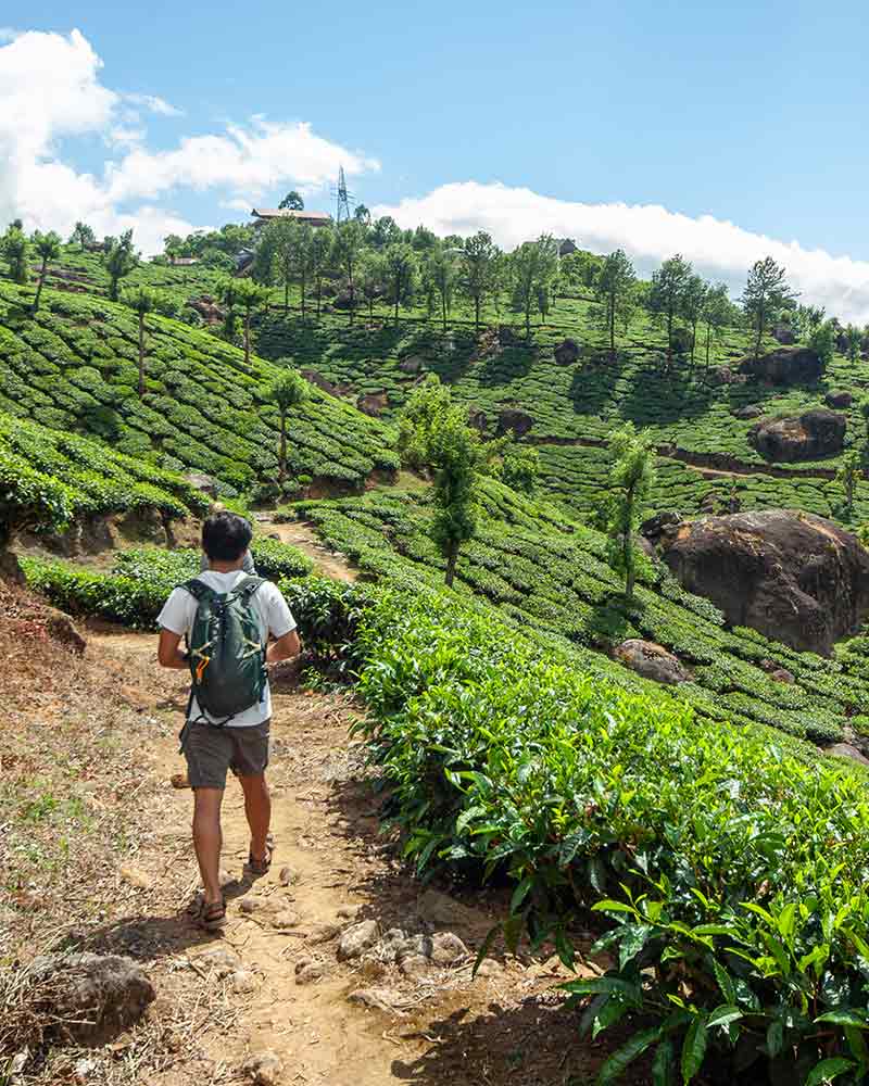 A Solo Traveller’s Guide to Exploring the Land of Ceylon Tea | Love Sri ...
