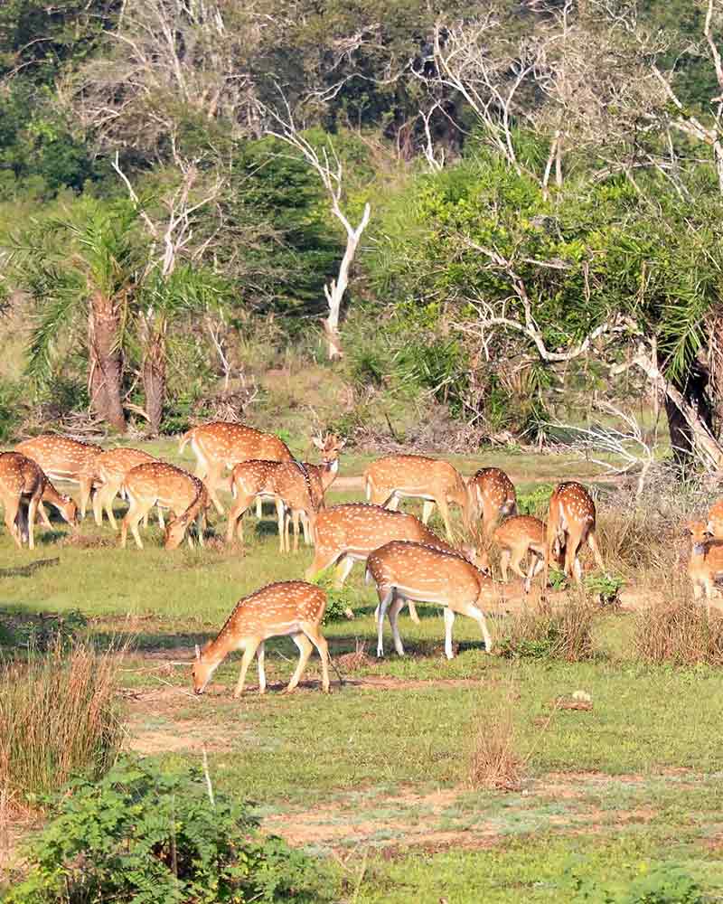 Wilpattu National Park | Attractions in Kalpitiya | Love Sri Lanka