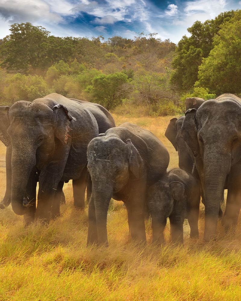 National Parks All Animal Lovers Should Visit | Love Sri Lanka