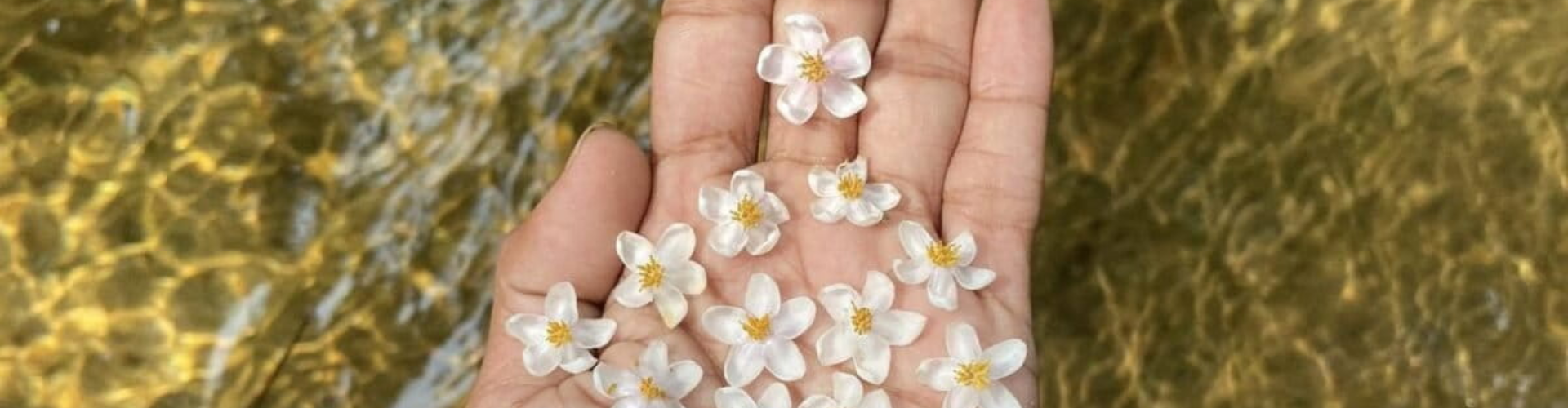 The Remarkable Return of an endemic Rainforest Tree believed to be ...